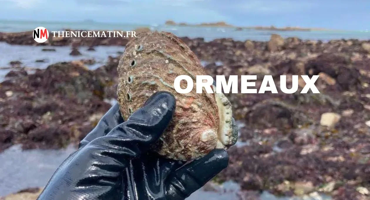 Ormeaux : Ces Trésors Marins Méconnus – Histoire, Gastronomie Et ...